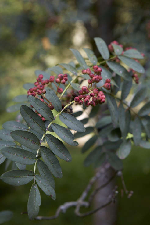Gardening 101: Sorbus - Gardenista