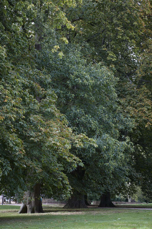 Gardening 101: Sweet Chestnut Tree - Gardenista