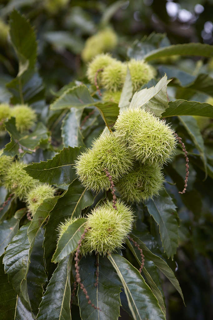 Gardening 101: Sweet Chestnut Tree - Gardenista