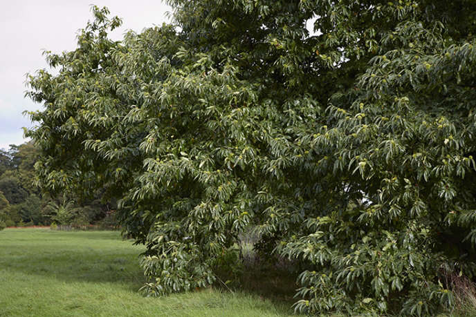 Gardening 101: Sweet Chestnut Tree - Gardenista