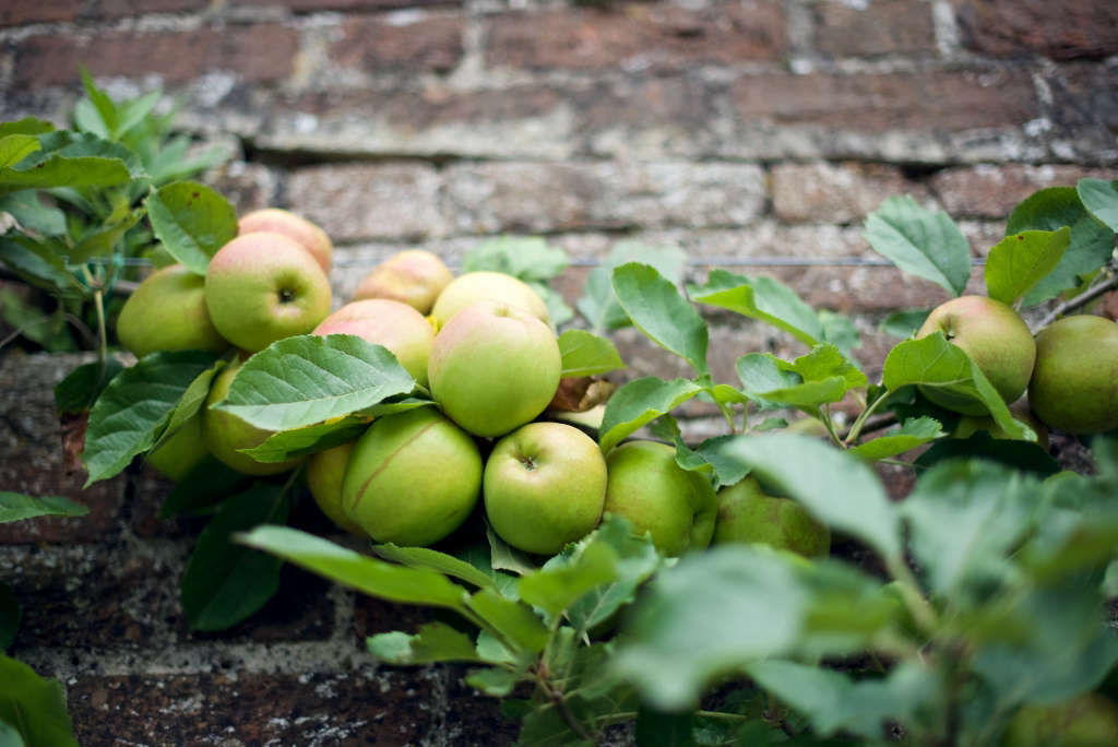 10 Easy Pieces: U-Pick Orchards - Gardenista