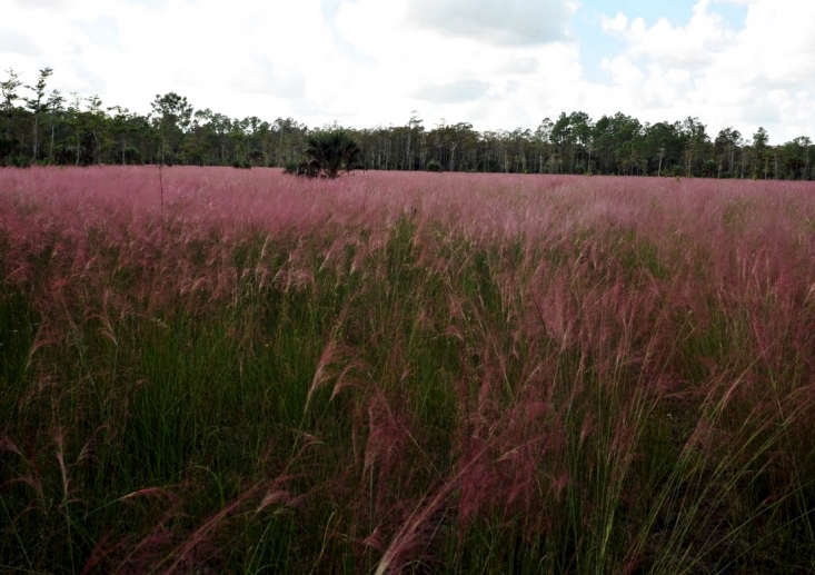 Gardening 101: Muhlenbergia - Gardenista
