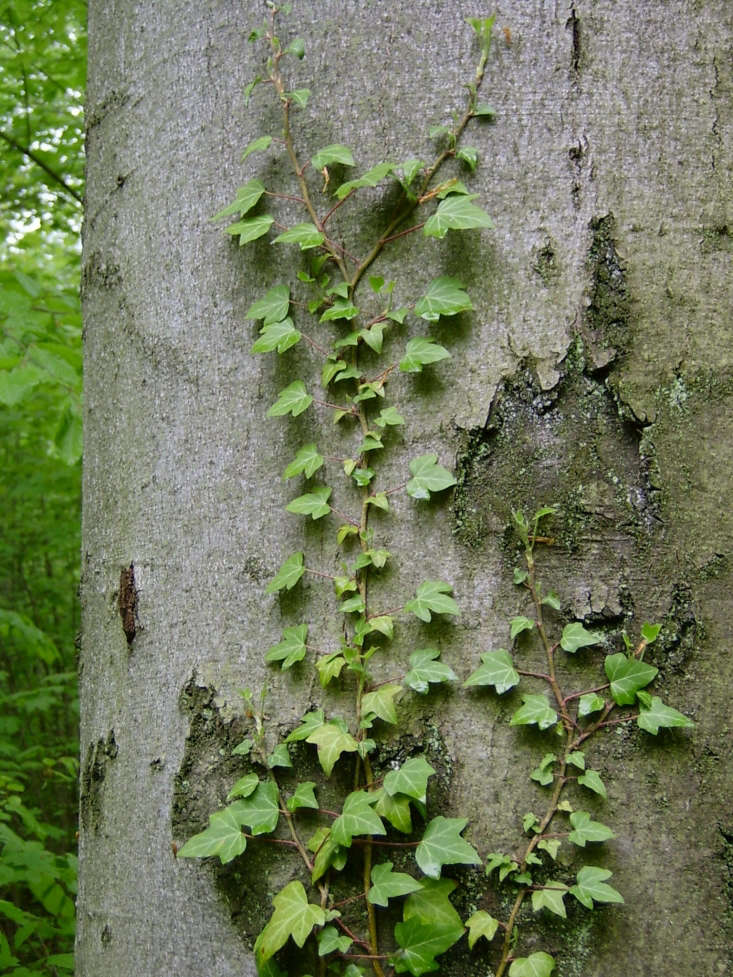 Gardening 101: Ivy - Gardenista