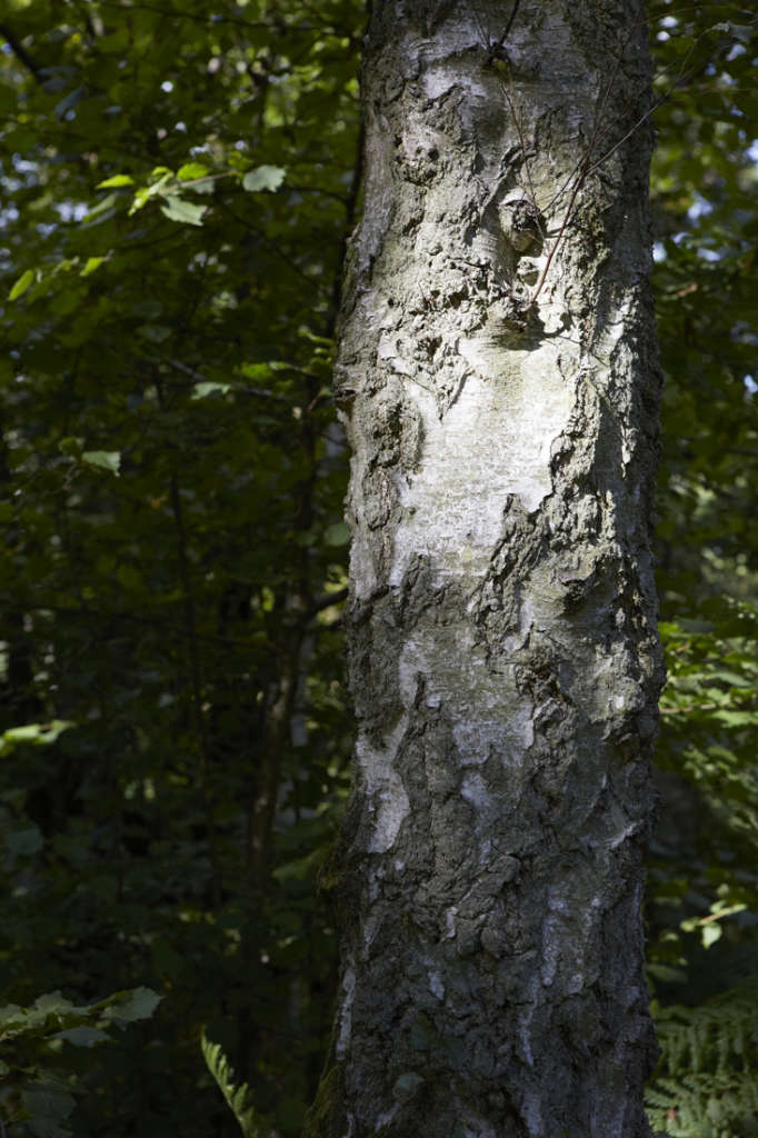 Gardening 101: Birch Tree - Gardenista