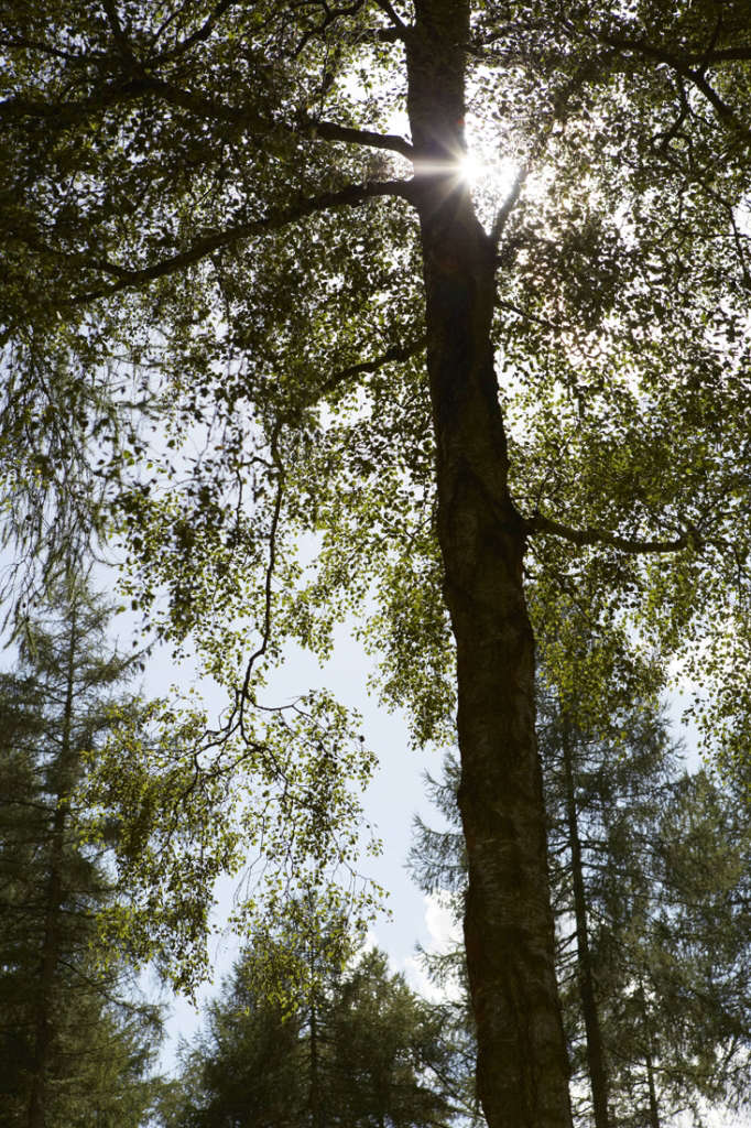 Gardening 101: Birch Tree - Gardenista