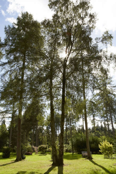 Gardening 101: Birch Tree - Gardenista