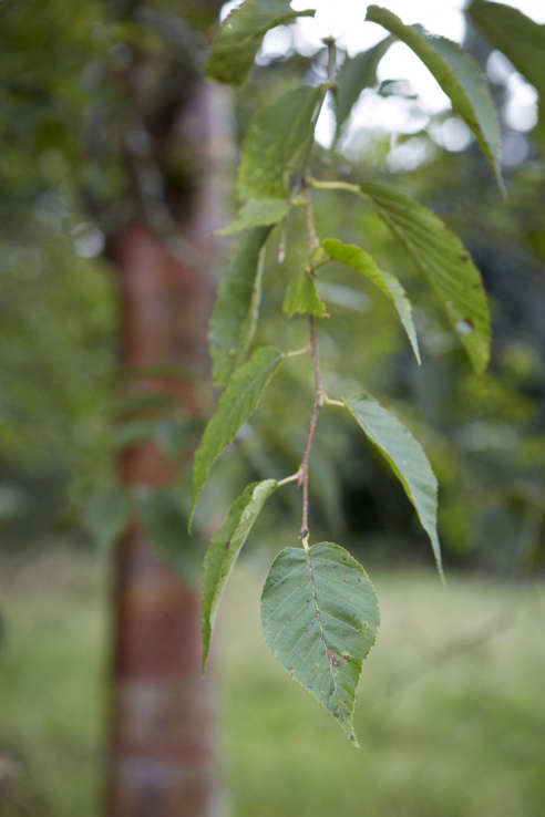 Gardening 101: Birch Tree - Gardenista