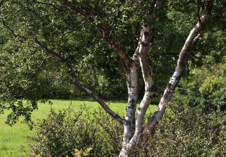 Browse the Issue of Anglophile on - Gardenista