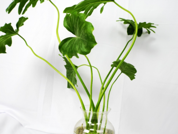 Browse the Bonanza Retailer Collection on - Gardenista