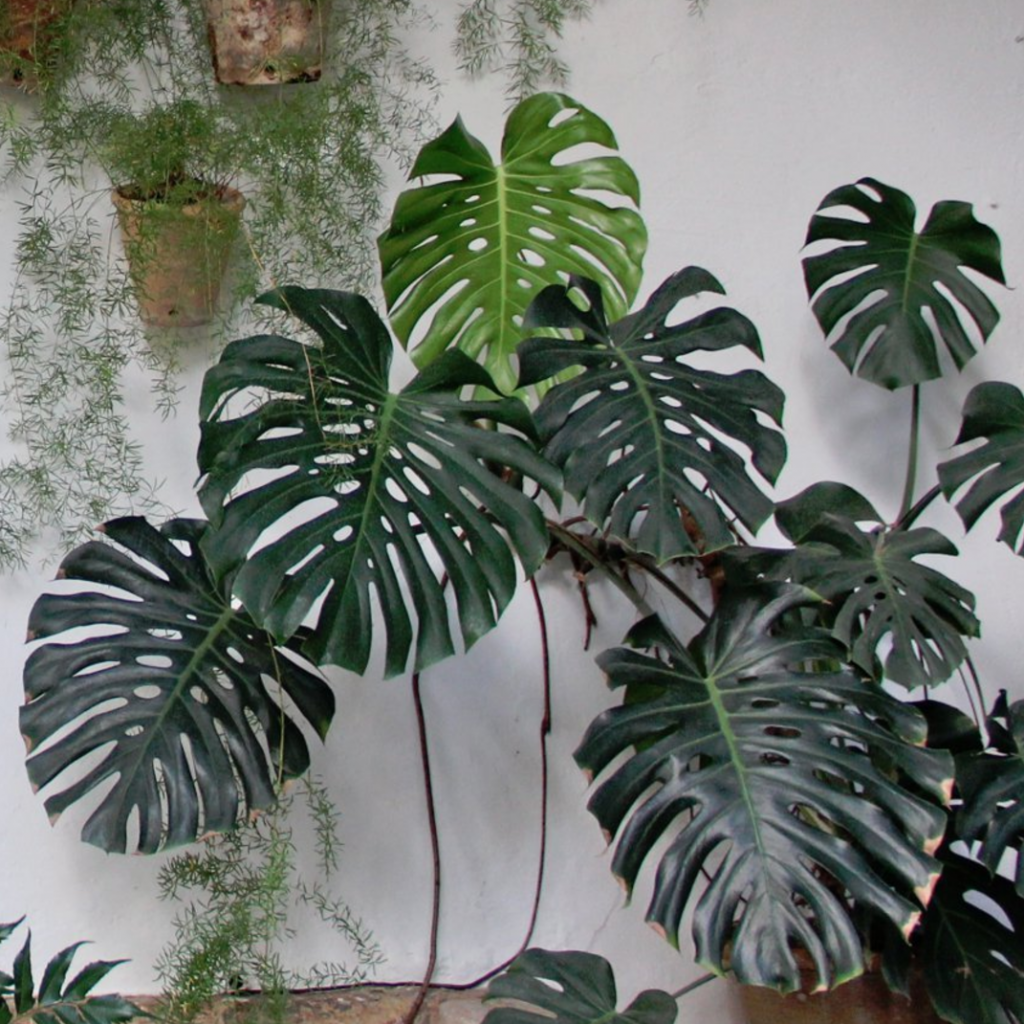 Monstera Deliciosa: Growing and Design Tips for a Tropical Houseplant