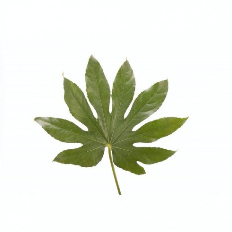 Gardening 101: Aralia - Gardenista