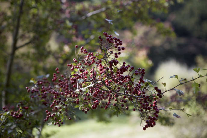 Gardening 101: Hawthorn - Gardenista