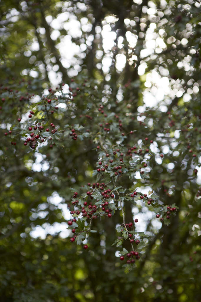 Gardening 101: Hawthorn - Gardenista