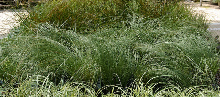 Gardening 101: Amazon Mist Sedge - Gardenista