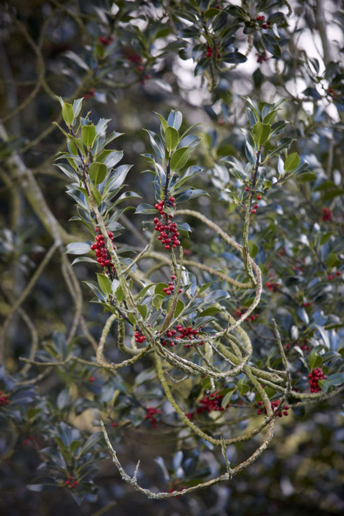 Gardening 101: Holly - Gardenista