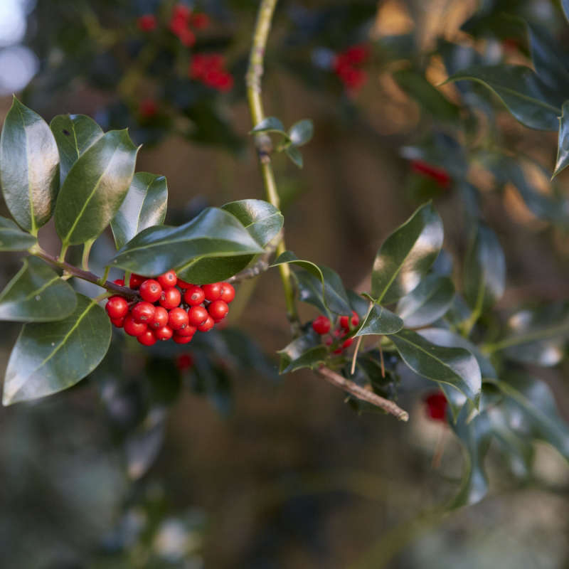 How to Successfully Grow Holly Tree: A Field Guide to Planting, Care ...