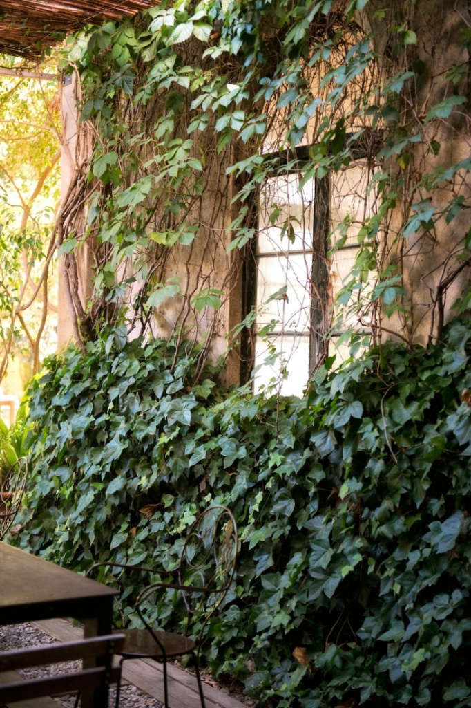 Gardening 101: Ivy - Gardenista