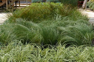 Gardening 101: Amazon Mist Sedge - Gardenista