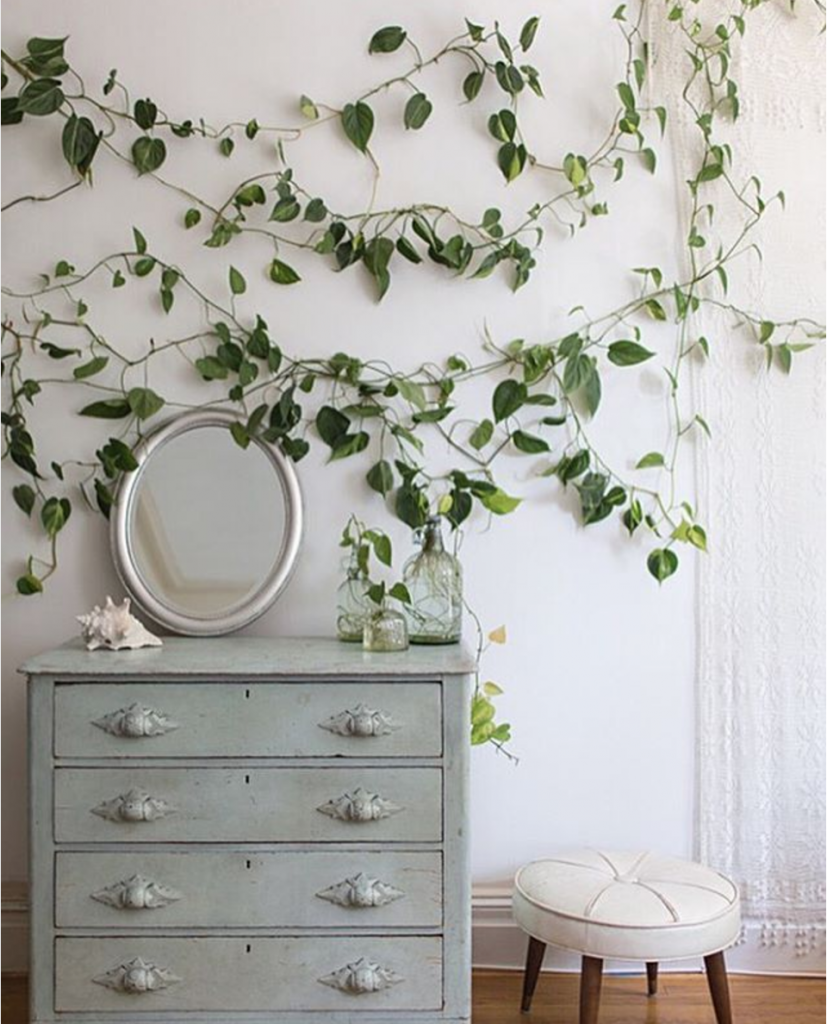 Gardening 101: Philodendron - Gardenista