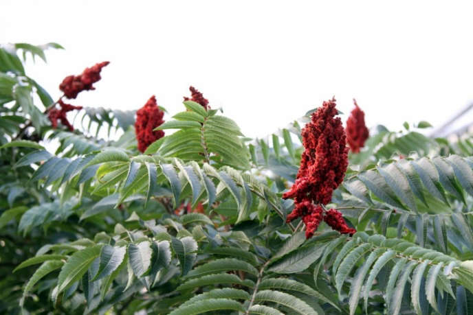 Gardening 101: Sumac - Gardenista