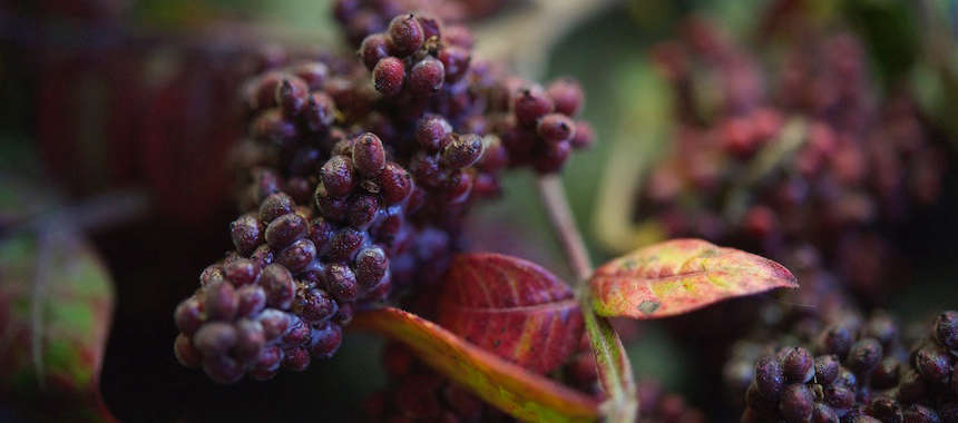 Gardening 101: Sumac - Gardenista