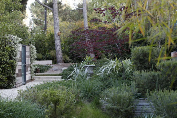 Landscape Architect Visit: A Majestic Sycamore in a Santa Monica Garden ...