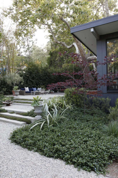 Landscape Architect Visit: A Majestic Sycamore in a Santa Monica Garden ...