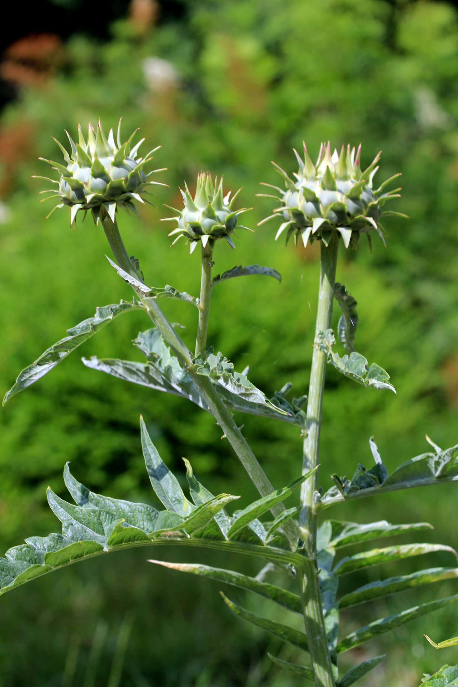 Gardening 101: Thistle - Gardenista