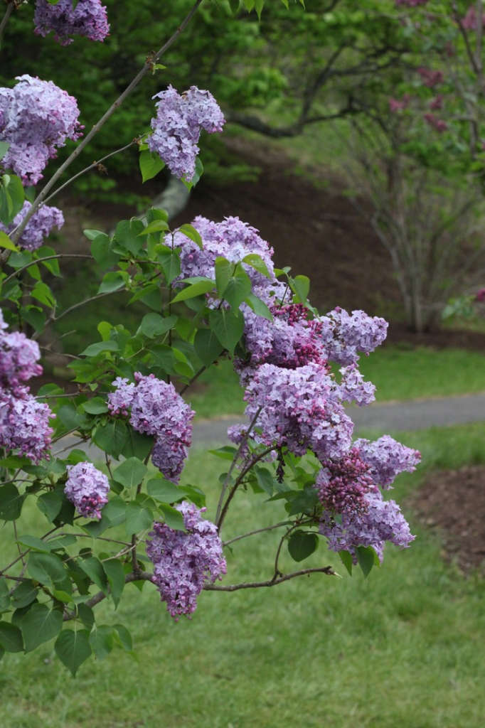 Gardening 101: Lilacs - Gardenista