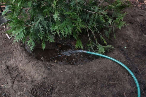 DIY: Plant Your Christmas Tree in the Garden - Gardenista