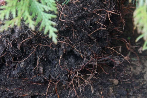 Landscaping 101: How to Tame Overgrown Shrubs - Gardenista