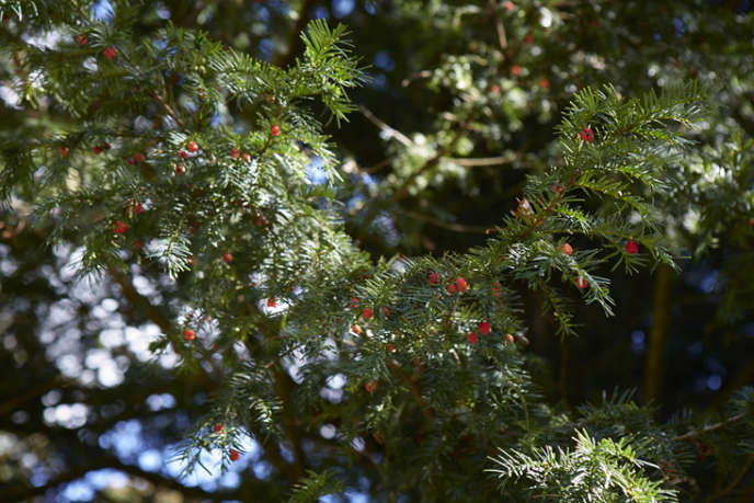 Gardening 101: Yew Tree - Gardenista