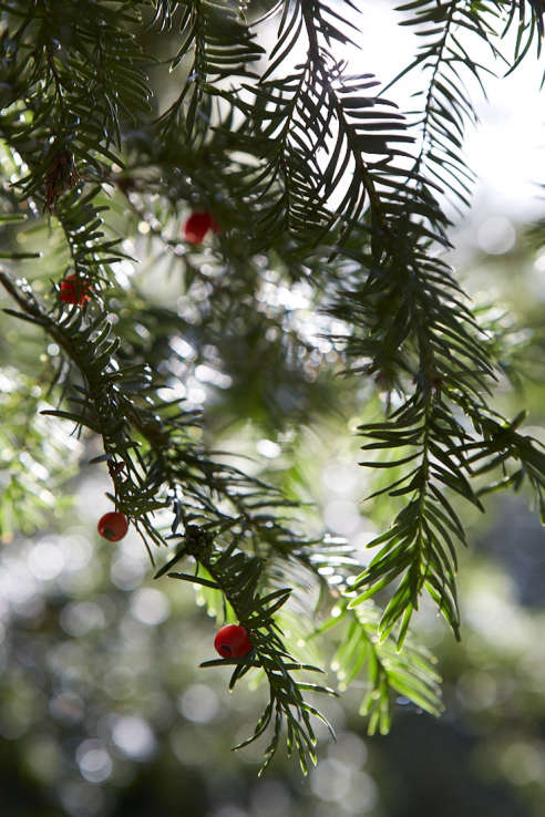 Gardening 101: Yew Tree - Gardenista