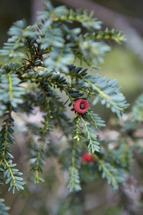 Gardening 101: Yew Tree - Gardenista