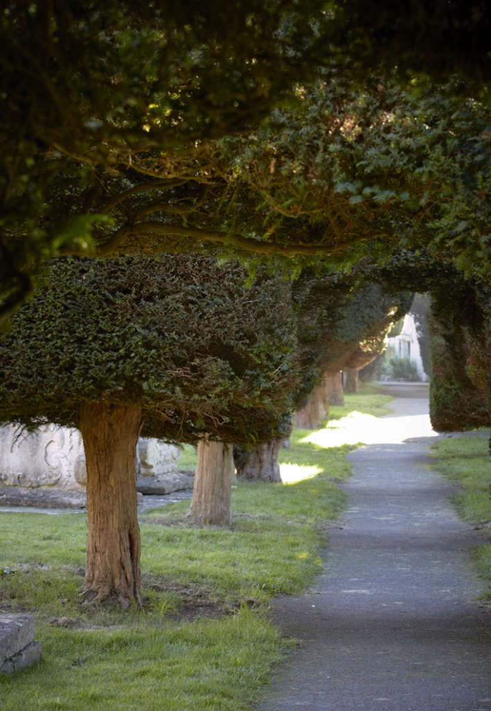 Gardening 101: Yew Tree - Gardenista