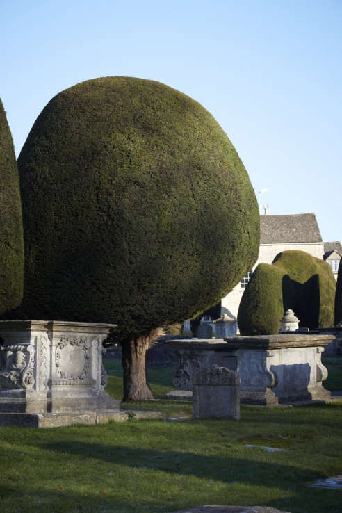 Gardening 101: Yew Tree - Gardenista