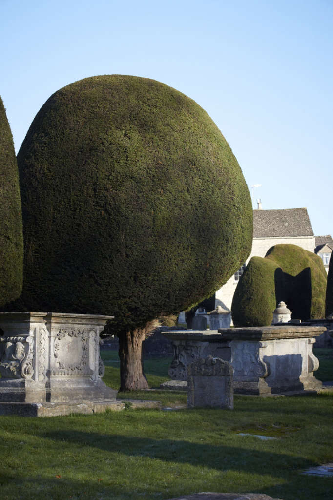 Gardening 101: Yew Tree - Gardenista