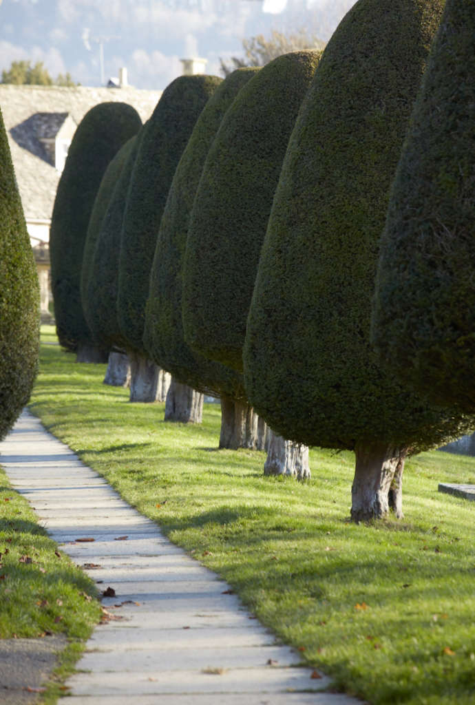 Gardening 101: Yew Tree - Gardenista