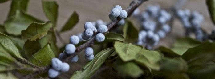 How to Successfully Grow Bayberry: A Field Guide to Planting, Care, and ...