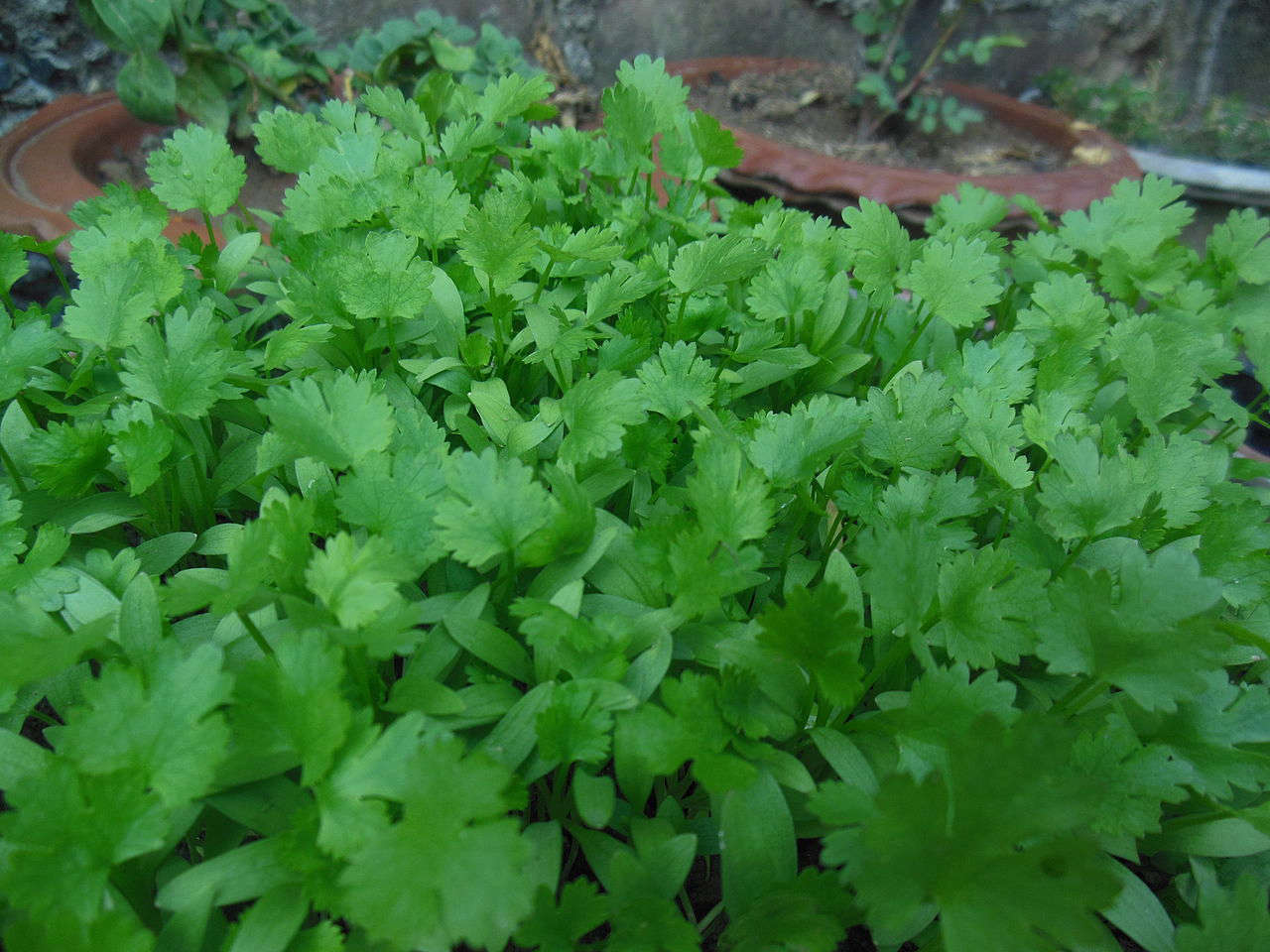 How to Successfully Grow Cilantro: A Field Guide to Planting, Care, and ...