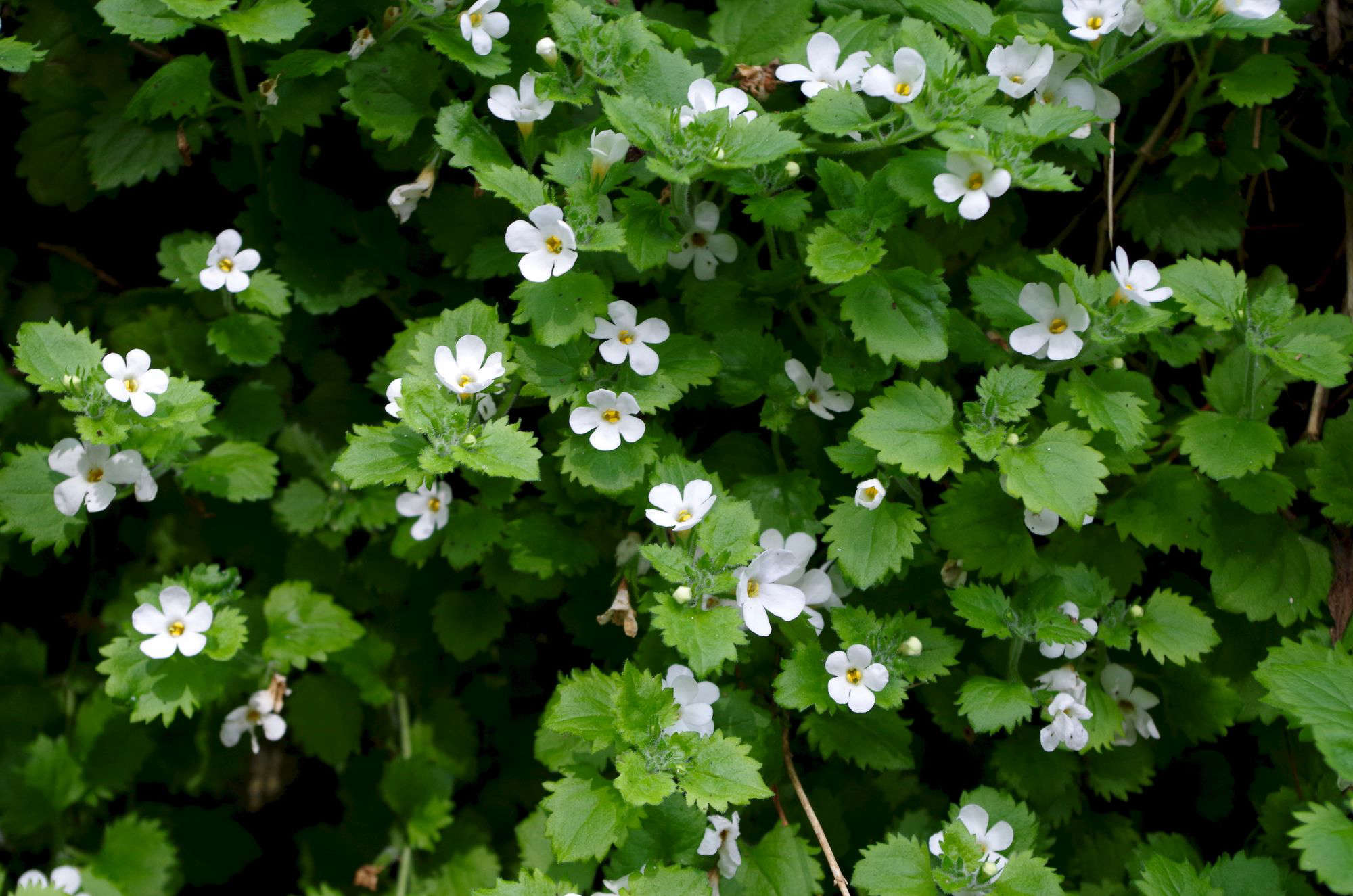 How to Successfully Grow Bacopa: A Field Guide to Planting, Care, and ...