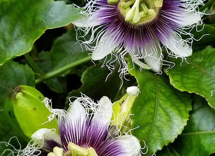 Jeanne Rostaing, Author at Gardenista