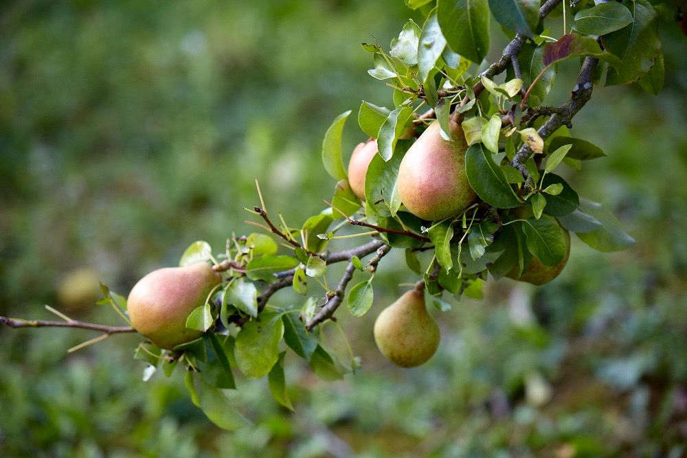 How to Successfully Grow Pear Trees: A Field Guide to Planting, Care ...