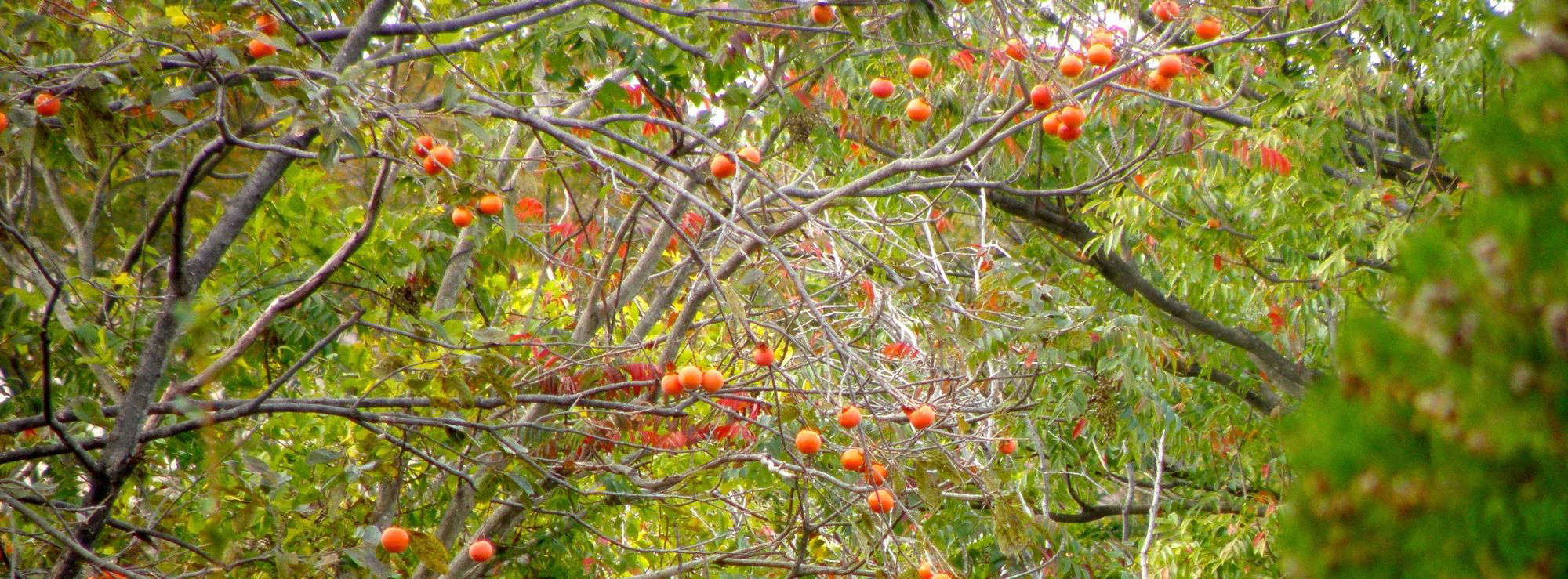 How to Successfully Grow Persimmon Trees: A Field Guide to Planting ...