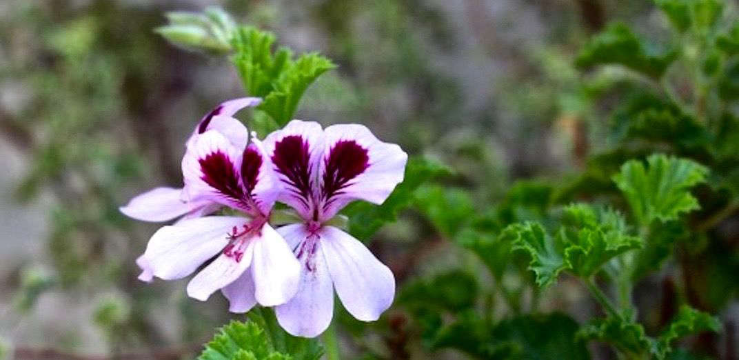 How to Successfully Grow Pelargonium: A Field Guide to Planting, Care ...