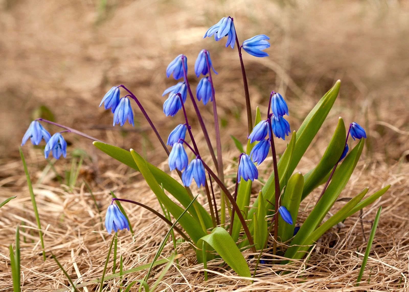 How to Successfully Grow Siberian Squill: A Field Guide to Planting ...