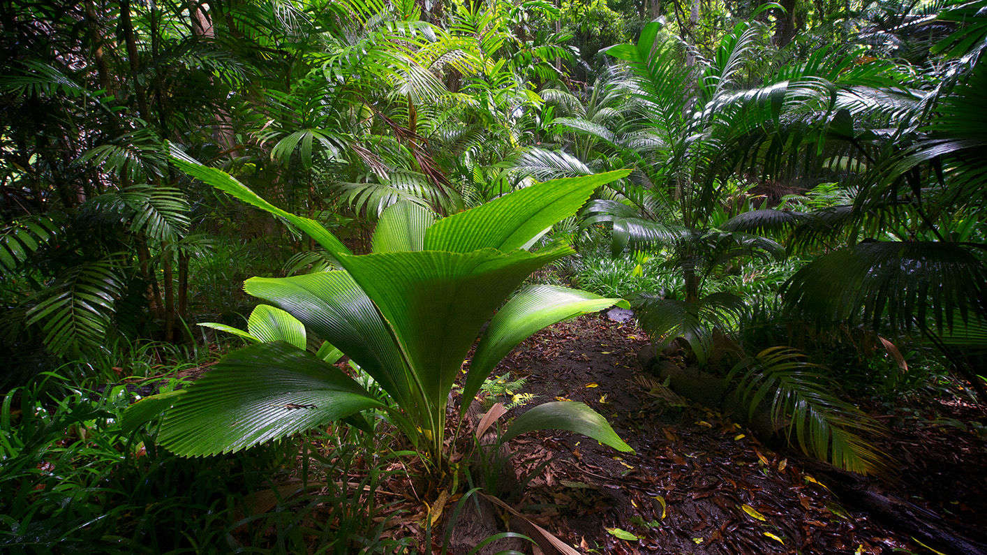 How to Successfully Grow Tropical Plants: A Field Guide to Planting ...
