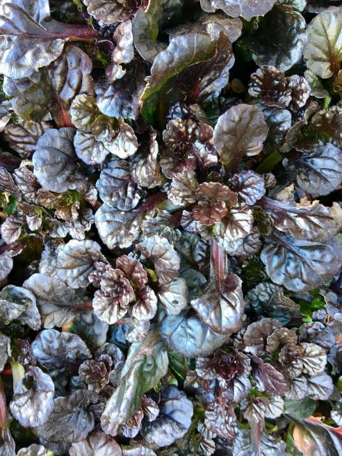 Gardening 101: Bugleweed - Gardenista