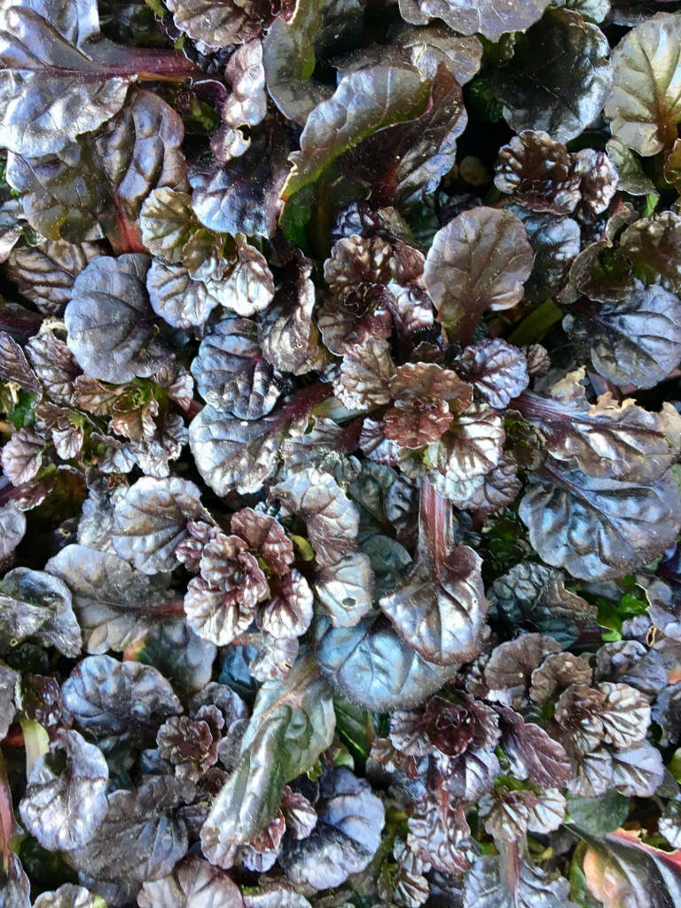 Gardening 101: Bugleweed - Gardenista