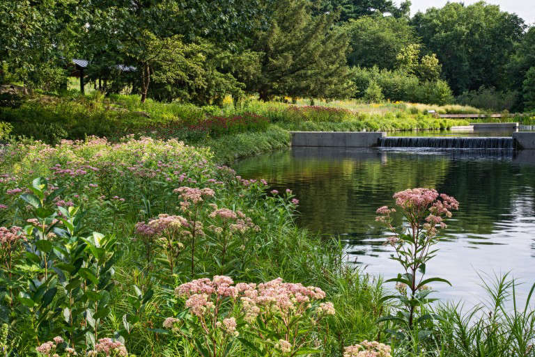 The Garden Decoder: What Are 'Native Plants'? - Gardenista